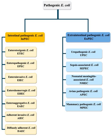 Alpha Hemolytic Strep On Bao