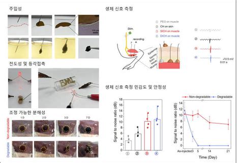 Gist 부작용 줄이고 수명조절 가능한 생체 이식형 전도성 수화젤 전극 개발 Gist 부작용 줄이고 수명조절 가능한 생체 이식형 전도성 수화젤 전극 개발