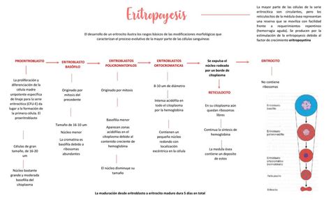 Eritropoyesis Alin Romero Udocz
