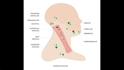 Virchows Node Supraclavicular Node Anatomy And Clinical Anatomy