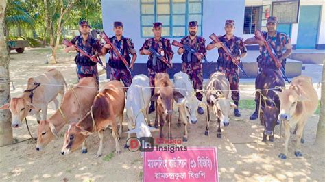 গারো পাহাড় সীমান্তে ৯টি গরুসহ ১৩ লাখ টাকার ভারতীয় পণ্য জব্দ Dhaka Insights