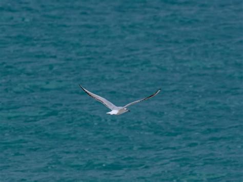 10 Animal Migration Examples What Is Green Living