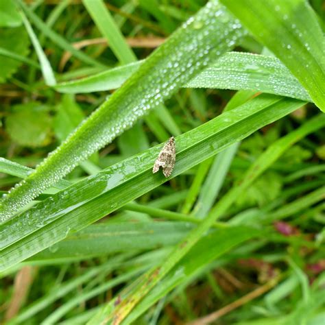 Dark Strawberry Tortrix Moth Charlton Down Nature Area