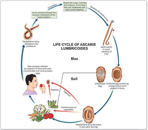 Ascaris Lumbricoides Life Cycle
