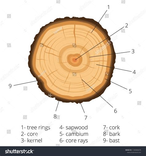 Tree Cross Section Diagram