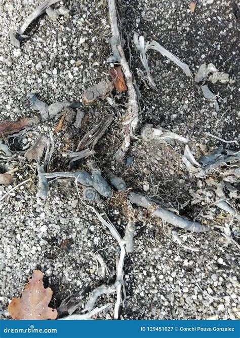 Tree Roots Stock Image Image Of Roots Tree Earth