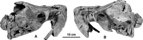 Odobenocetops Leptodon Referred Specimen Mnhn Sao 202 Periotic In