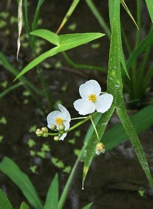 四季の山野草イワオモダカ