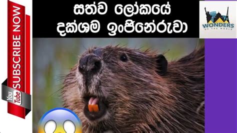 ගංගා හරස් කරලා ගෙවල් හදන පුංචි ඉංජිනේරුවා 👻 දැනුම් පොතට Youtube