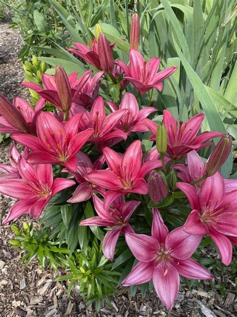 花壇のユリが咲きました 家庭菜園日記 in アメリカ