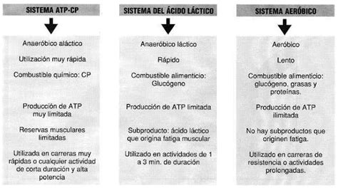 Bachillerato Tema M Todos De Entrenamiento De La Resistencia