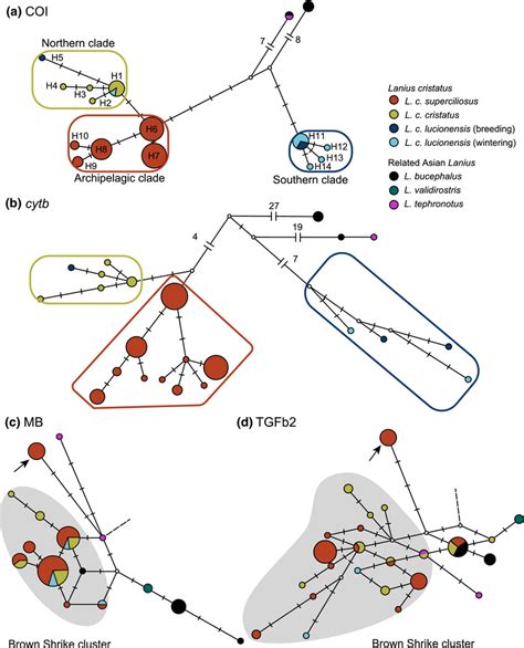 A A Median‐joining Haplotype Network Constructed Using A 521 Bp Of