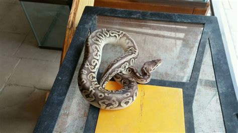 Silver Streak Ball Python