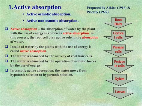 Absorption Of Water Ppt Ppt