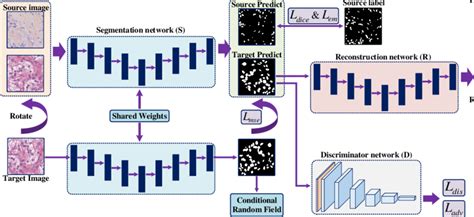 The Pipeline Of Our Proposed Uda Method For Histopathological Cell