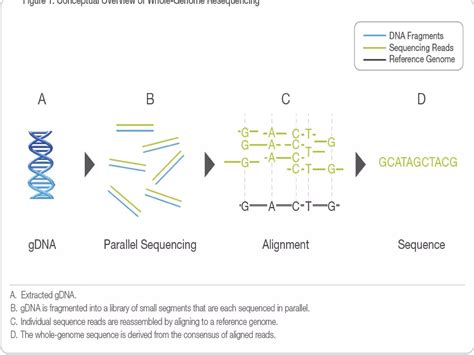 Validation Of Ngs Sequencing By Sanger Sequencing Ppt