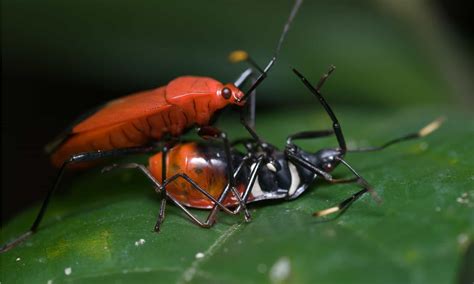 Assassin Bug Insect Facts Reduviidae A Z Animals