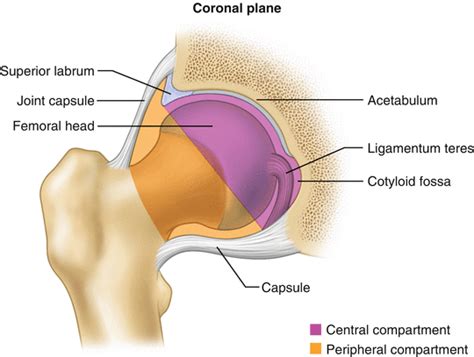 Acetabular Fossa