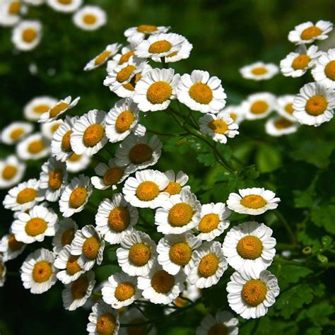 Feverfew Seeds Sow True Seed
