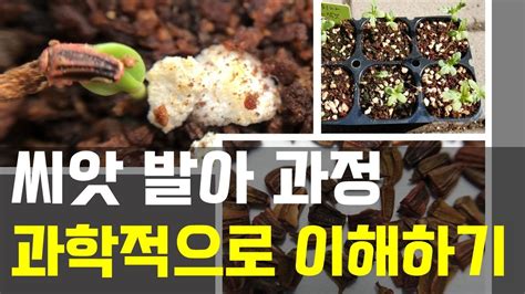 씨앗은 어떻게 깨어나는가 발아 과정의 모든것 Youtube