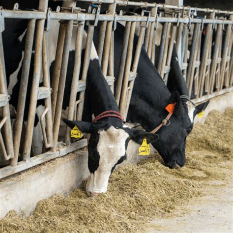 Feed Additives Evergreen Chemical