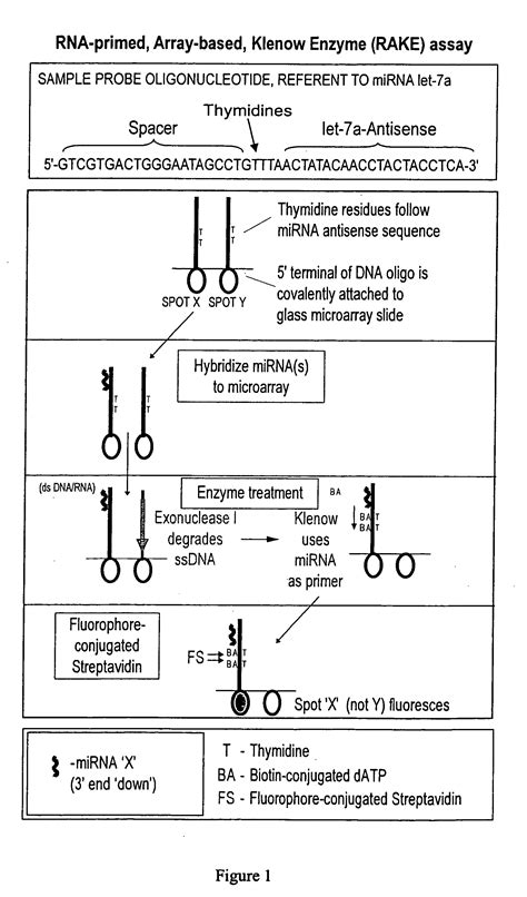 Rna Blotting Patented Technology Retrieval Search Results Eureka Patsnap