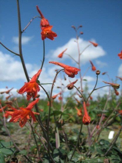 Delphinium Nudicaule Sevenoaks Native Nursery