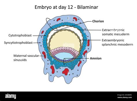Amniotic Cavity Formation