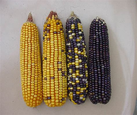 Troubleshooting Abnormal Corn Ears