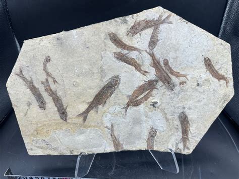 Fossil Matrix Lycoptera 37 Cm 25 Cm Catawiki