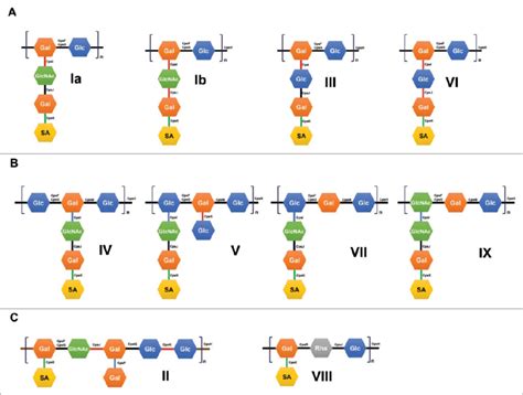 Biochemical Capsular Polysaccharide Cps Structure Of Streptococcus Download Scientific