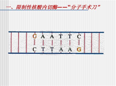 1 2基因工程的基本操作程序课件（40张ppt）2022 2023学年高二下学期生物人教版选修3 21世纪教育网 二一教育