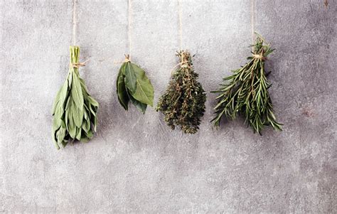 로즈마리와 바 질이 있는 소박한 배경에 자생 하는 향기로운 허브 0명에 대한 스톡 사진 및 기타 이미지 0명 꽃 식물 독일 Istock