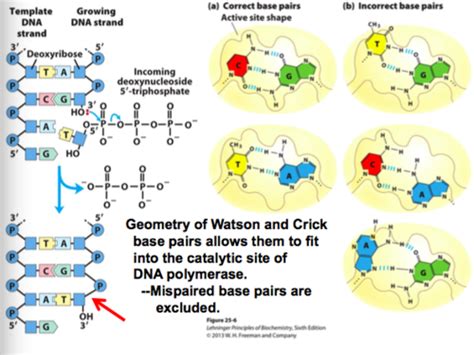 Lecture 44 Replication Part Two Flashcards Quizlet
