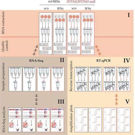 Figure S3 Workflow Followed To Analyze The Transcriptome In Wt Siha Download Scientific