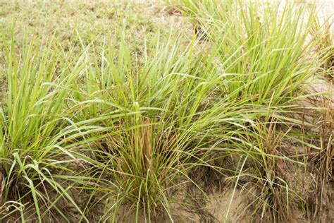 6 Benefits Vetiver Essential Oil - David Wolfe Shop