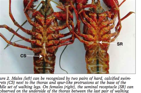 Crayfish Swimmerets Male Vs Female