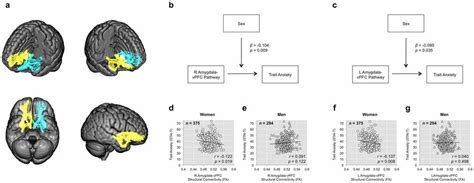 Moderating Effect Of Sex A An Illustration Of The Right Yellow And Download Scientific