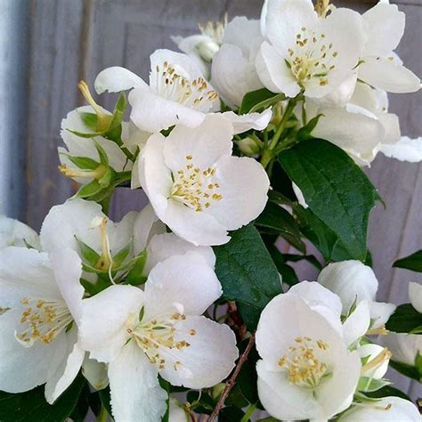 花木 庭木の苗 バイカウツギ梅花ウツギ白花6号ポット 32907 園芸ネット 通販 Yahoo ショッピング