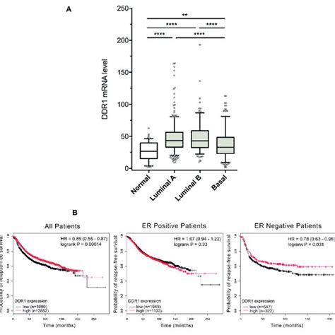 Ddr1 Expression In Breast Cancer And The Associated Correlation With Download Scientific