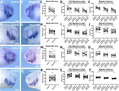 Frontiers Wolf Hirschhorn Syndrome Associated Genes Are Enriched In