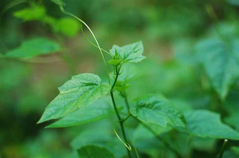How To Fertilize Passionflower Vines Gardeners Path