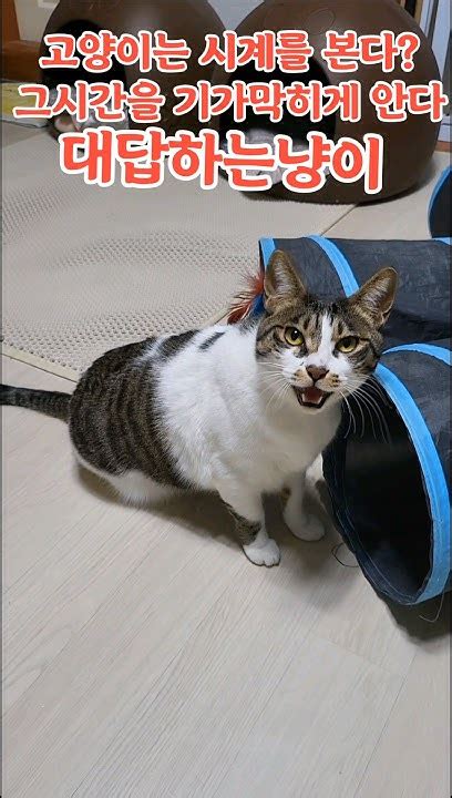 고양이는시계를본다 그시간을기가막히게아는냥이 대답하는고양이 행복대통령금채tv 후추네 행복이 사랑이 세냥이 고양이일상 구독좋아요고맙습니다꾸뻑 Youtube