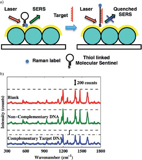 A Detection Scheme Of The Complementary Target Dna B Sers Spectra Download Scientific