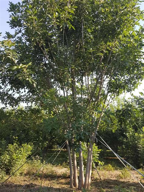 丛生白蜡 丛生白蜡图片 价格 种植方法 河北百盛苗木 免费苗木报价