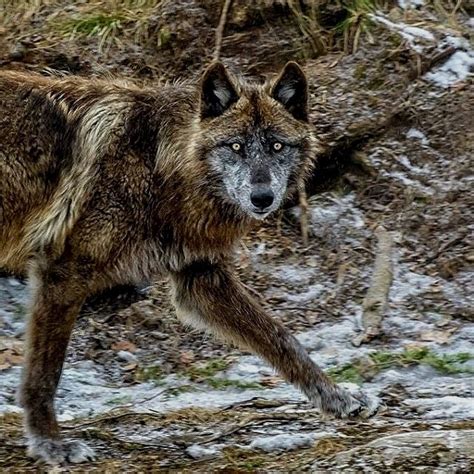 Melanistic Grey Wolf