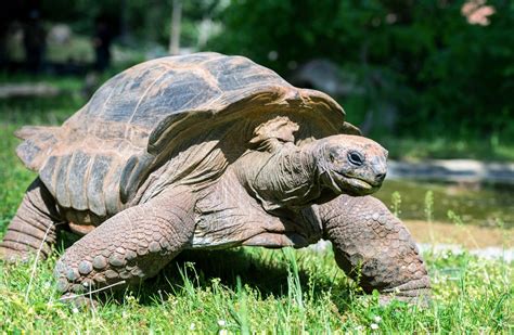 Turtles And Tortoises Can Slow Their Rate Of Aging