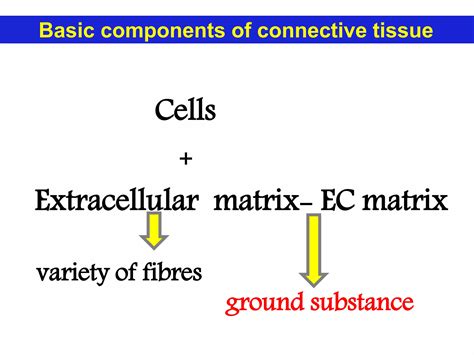 Connective Tissue Pdf