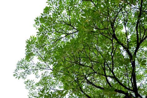 Tree PNGs For Free Download