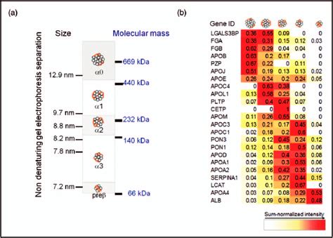 Global Proteomics Profiling Of Five Hdl Size Fractions A A Gel Lane Download Scientific